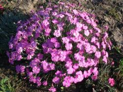 Dianthus gratianopolitanus