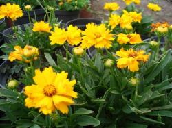 Coreopsis grandiflora Sunray