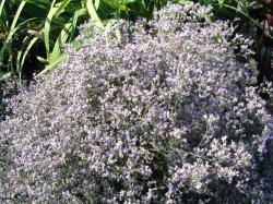 Limonium tataricum