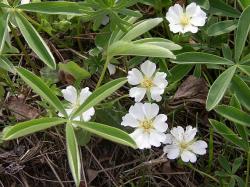 Potentilla alba