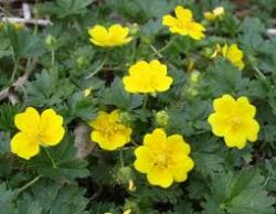 Potentilla neumanniana