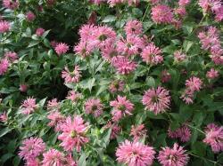 Monarda roze cvet