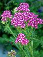 Achillea millefolium-Hajducka trava,cvet roze