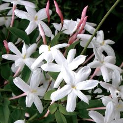 Sobni jasmin (Jasminum polyanthum)