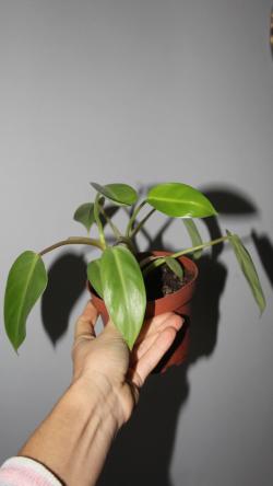 Philodendron Green Emerald -dve biljke u saksiji-