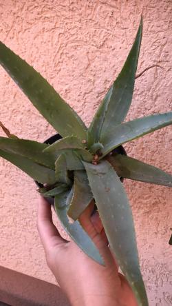 Aloe sp.