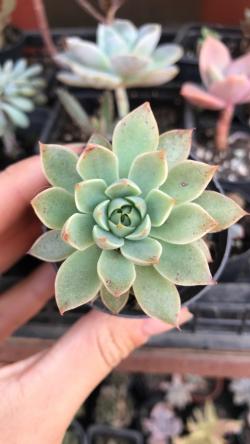 Graptopetalum Altair
