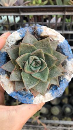 Echeveria Purpusorum