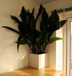 ASPIDISTRA (Aspidistra elatior) BILJKA