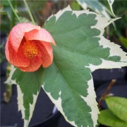 Abutilon - Thompsonii