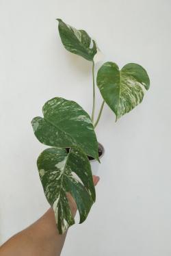 Monstera borsigiana Albo