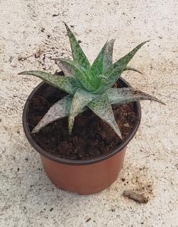 Aloe tigre
