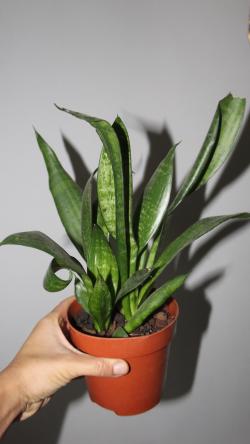 Sanseveria