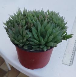 Hawortia cooperi