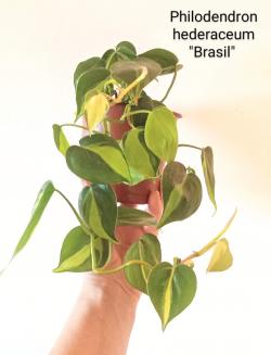Philodendron hederaceum Brasil
