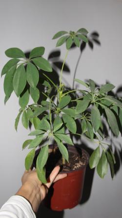 Schefflera