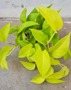 Epipremnum aureum (Neon Pothos)