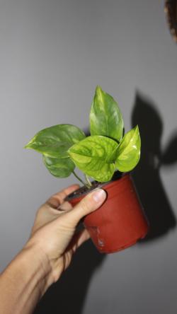 Epipremnum Aureum Global Green