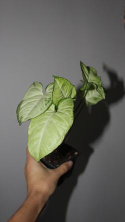 Syngonium Podophyllum Arrowhead