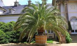 PALMA Phoenix canariensis - BILJKA