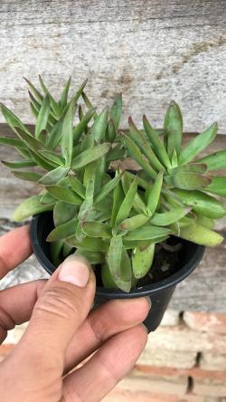 Sukulent Crassula sp.