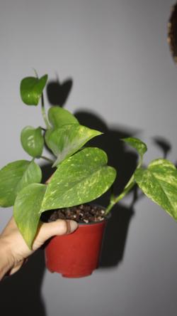Epipremnum aureum / Golden pothos