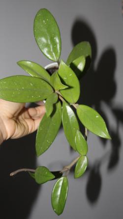 Hoya carnosa