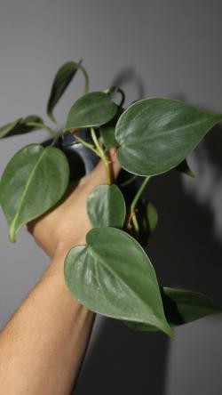 Philodendron Hederaceum Heartleaf