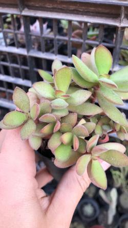 Crassula Dejecta