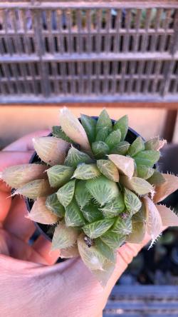 Haworthia cooperi var. pringlei