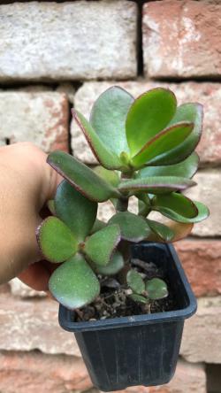 Crassula Ovata ili Drvo novca