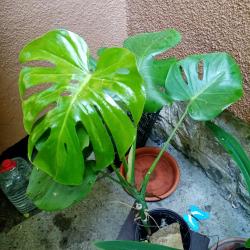 Filadendron monstera