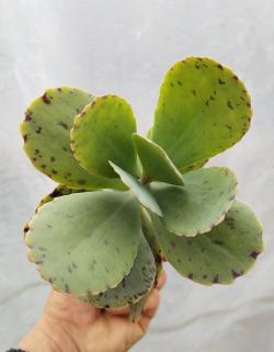 Kalanchoe marmorata