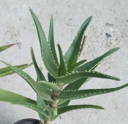 Aloe ciliaris
