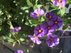 solanum-plavi cvet