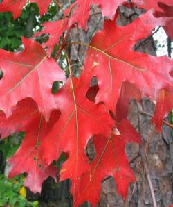 Crvenolisni hrast/quercus rubra