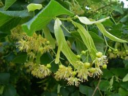 Lipa - Tilia platyphyllos
