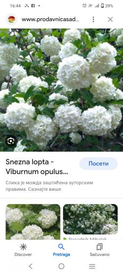 Snežna lopta ,viburnum
