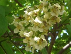 Catalpa bungei-Azijska Katalpa - 1 sadnica