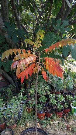 Rhus Typhina-Crveni ruj
