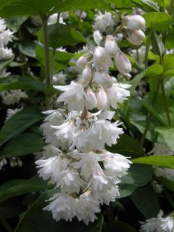 Deutzia scabra