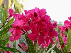 Oleander Tamno Pink Simple 50-70cm