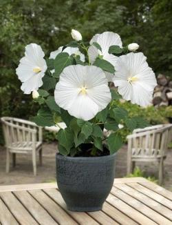 Hibiskus Blue River II