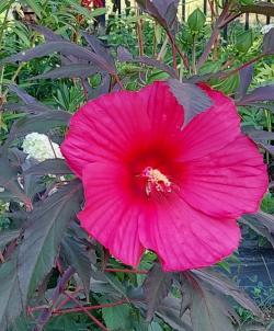 Hibiscus Tamno Pink bordo list – (starost 2 godine)