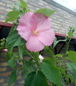 Hibiscus Swamp Rose Mallow-(starost 2,5 - 3 godine)
