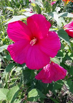 Hibiscus Orias (starost 2,5 - 3 godine)
