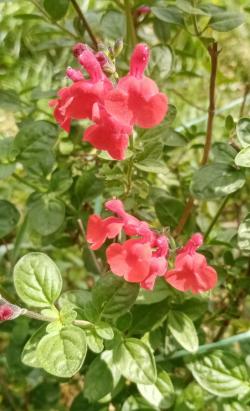 Salvia greggi Red