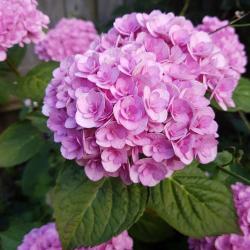 Hydrangea macrophylla Love - hortenzija duplog roze cveta