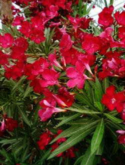 OLEANDER Red (crveni) S0164- 1 sadnica