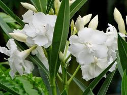 BELI OLEANDER - DUPLI CVET - SADNICA